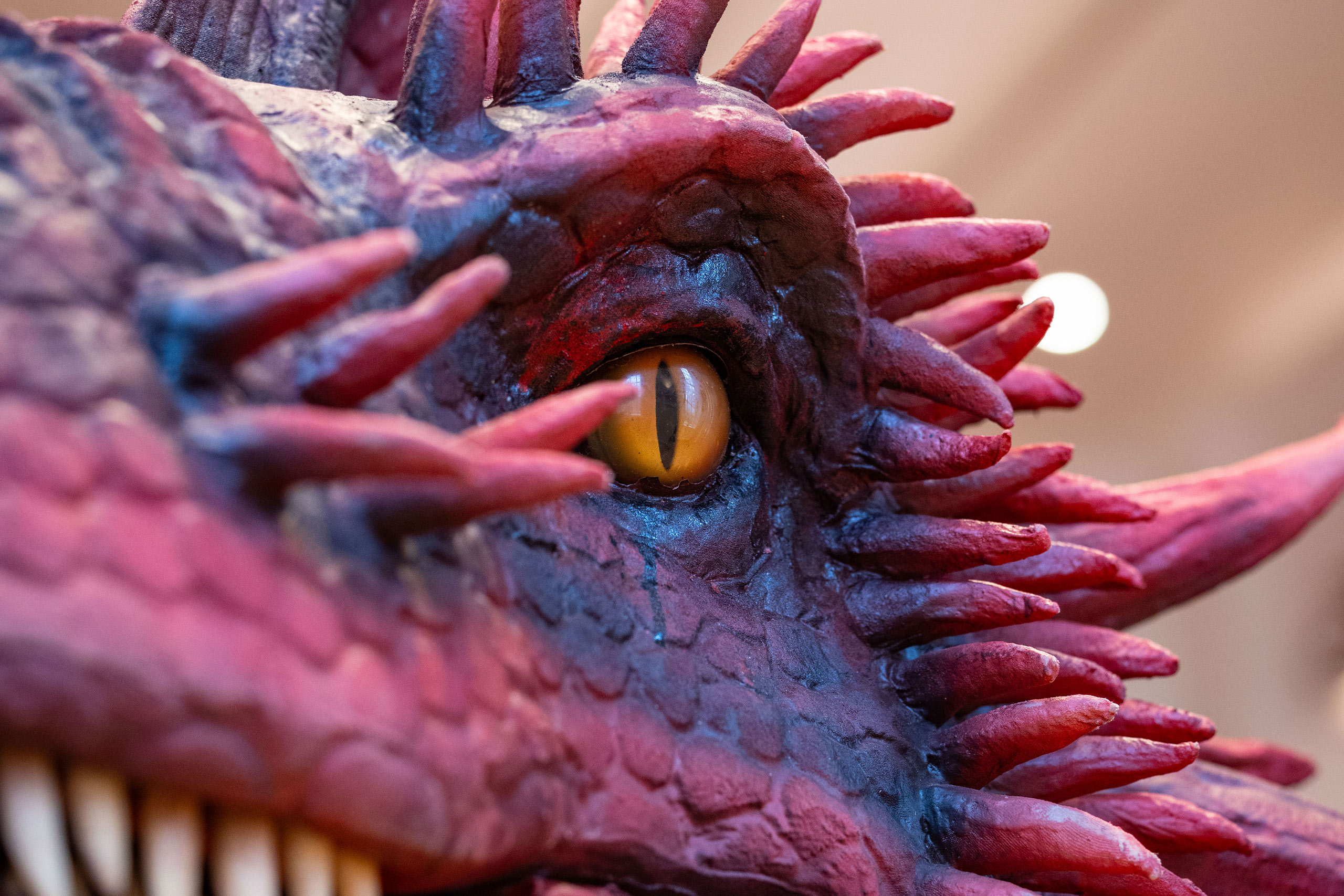 Thomas's Clapham - TEACH REX