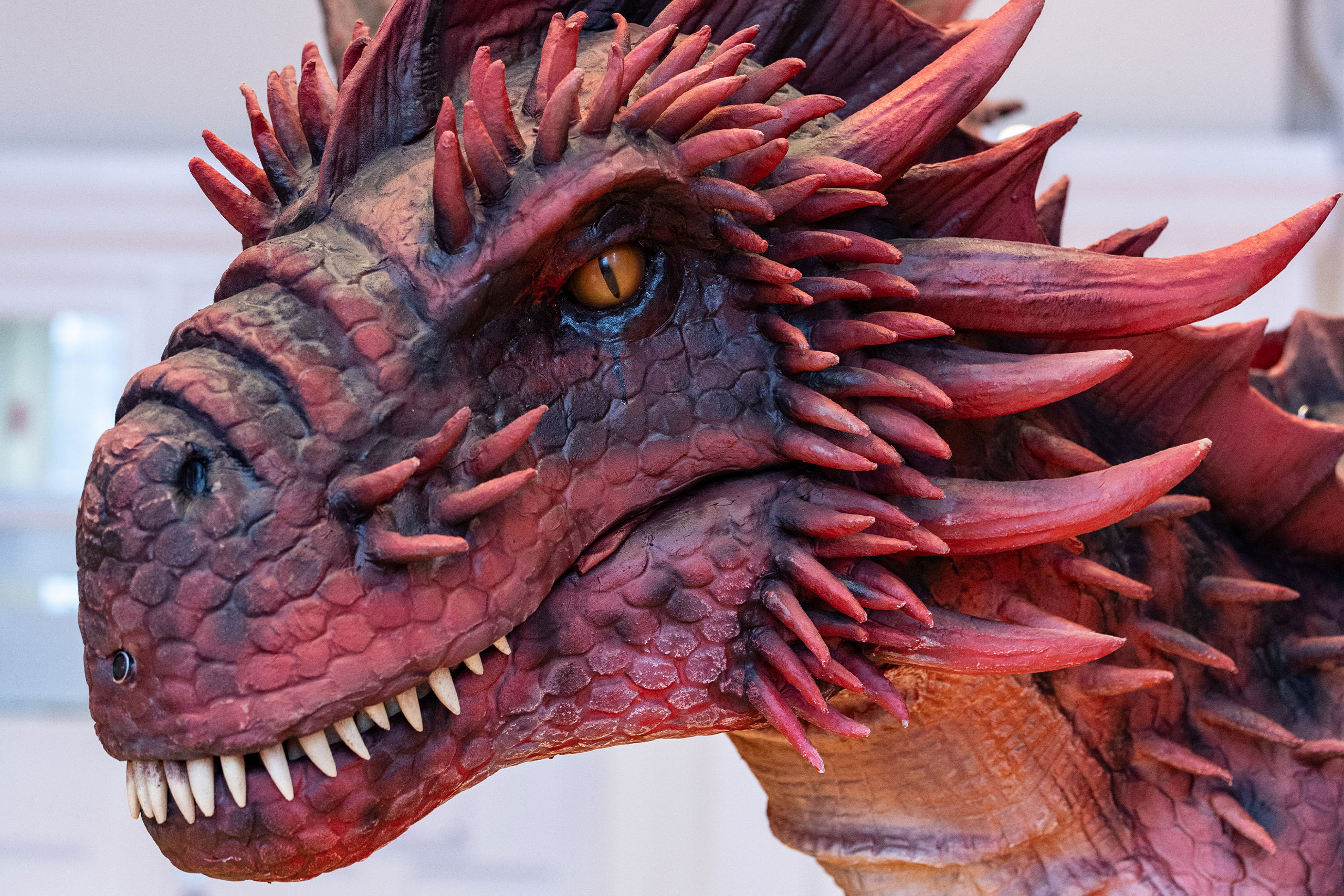 Thomas's Clapham - TEACH REX