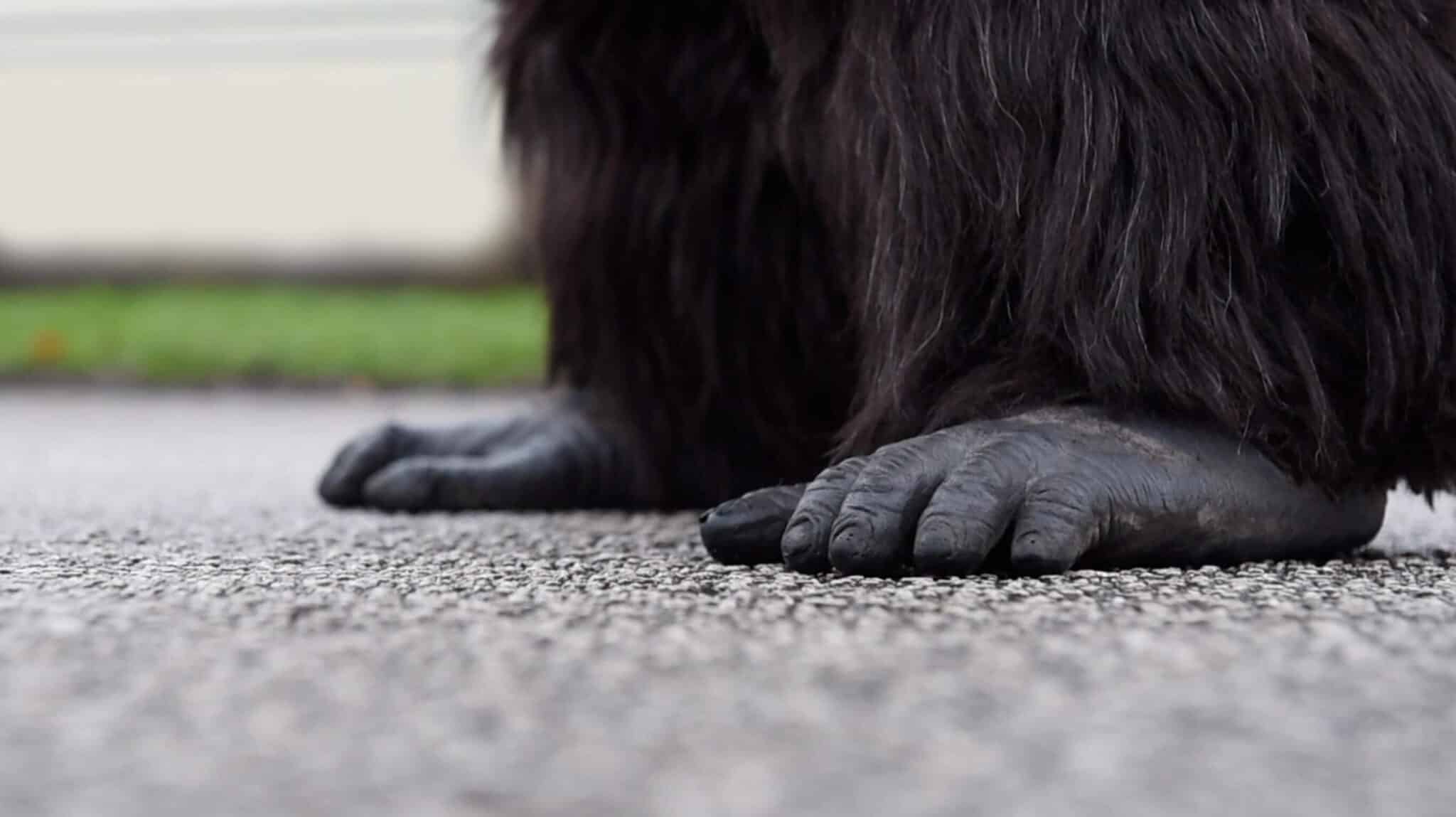 Teaching Sustainability with Thomas the Gorilla | Teach Rex